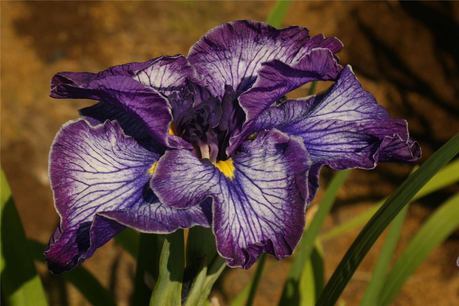Japanese Iris (JI)