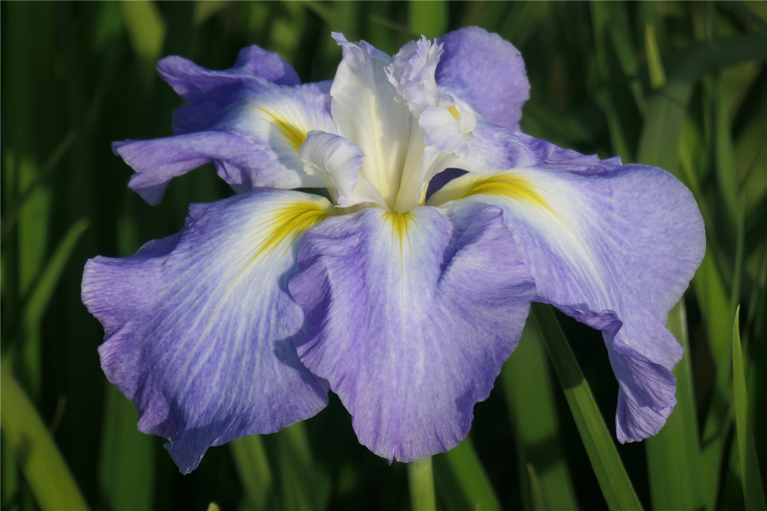 Japanese Iris (JI)