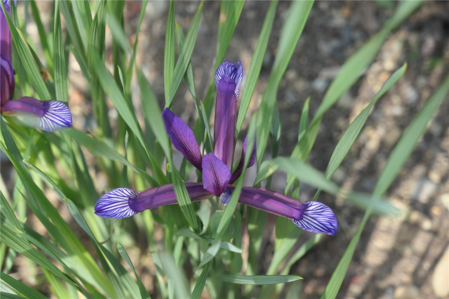 Spuria Iris (SPUR)