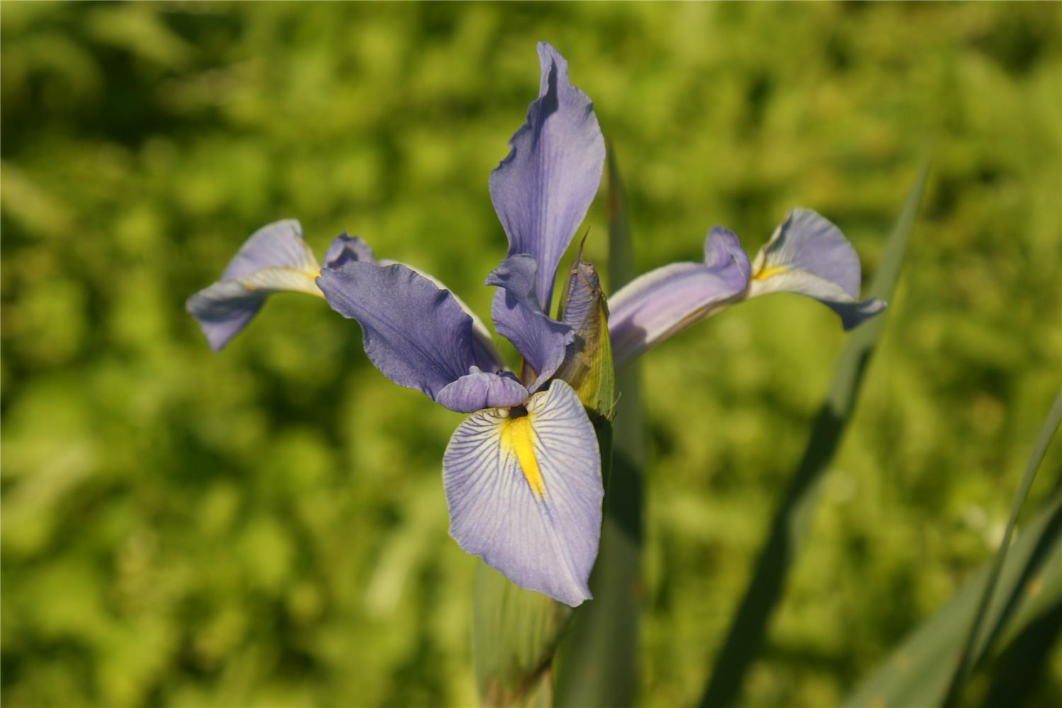 Spuria Iris (SPUR)