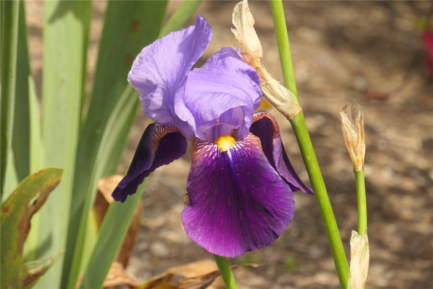I. germanica - A