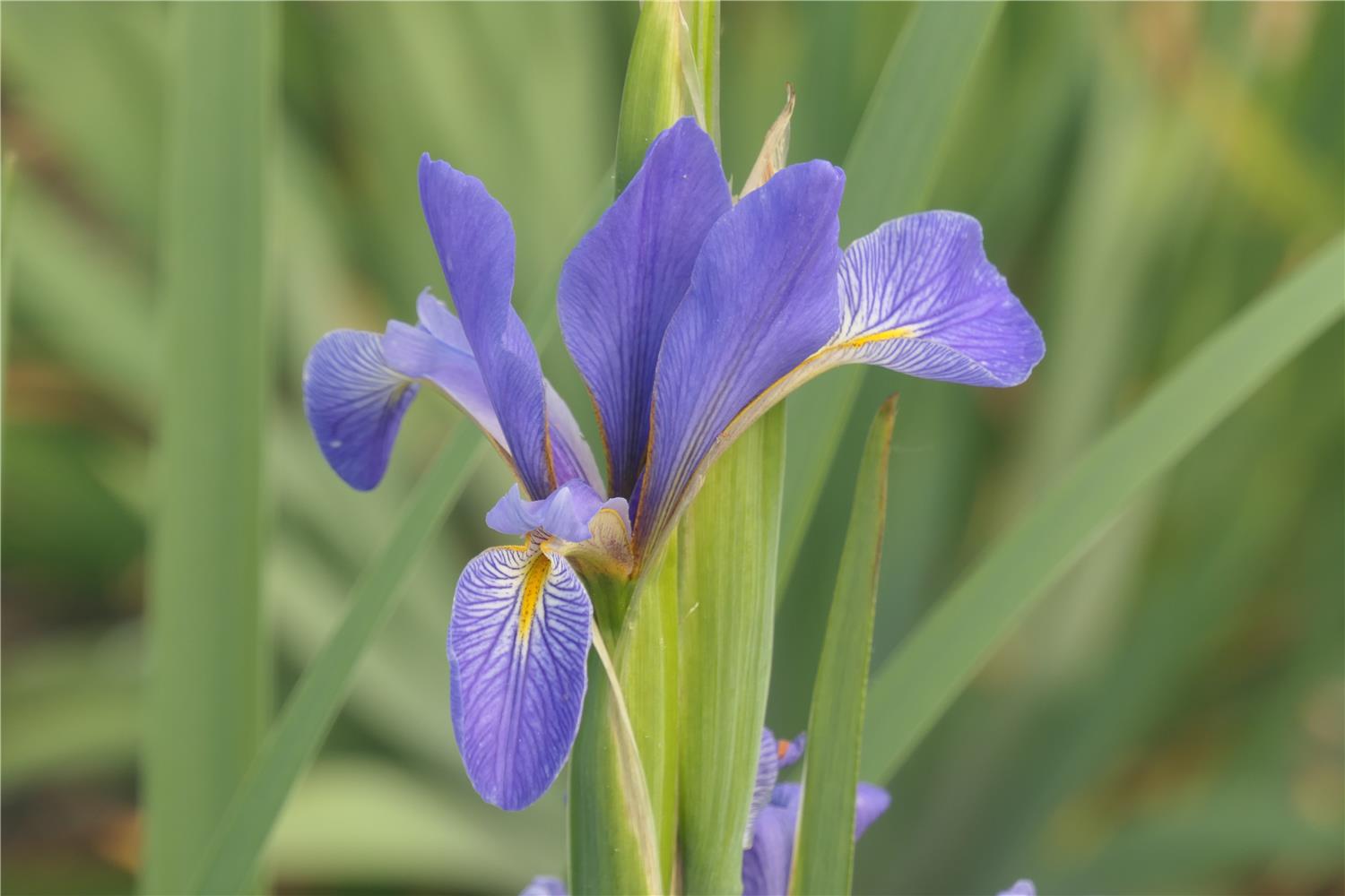 Spuria Iris (SPUR)
