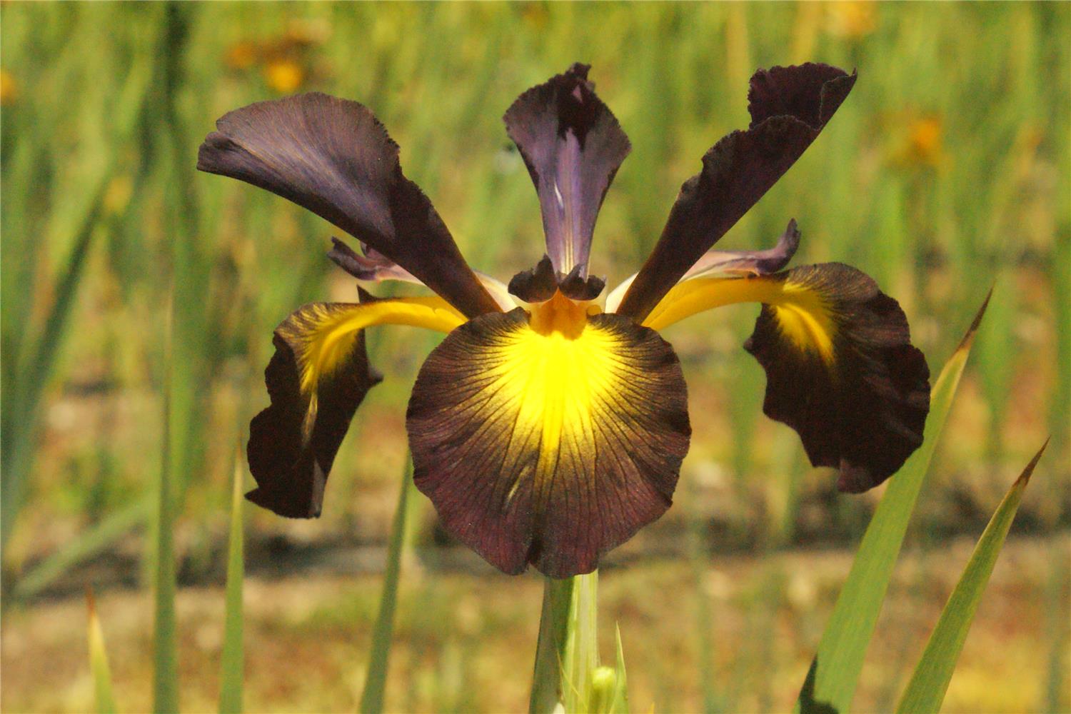 Spuria Iris (SPUR)
